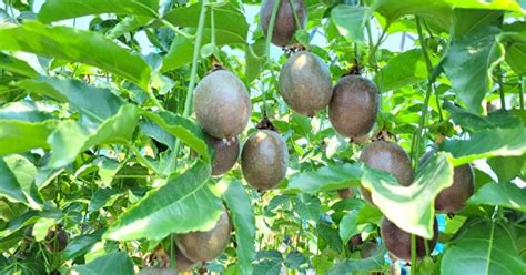 남원시 아열대 과일 ‘패션프루트 납시오