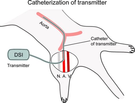 A Radio Telemetric System To Monitor Cardiovascular Function In Rats