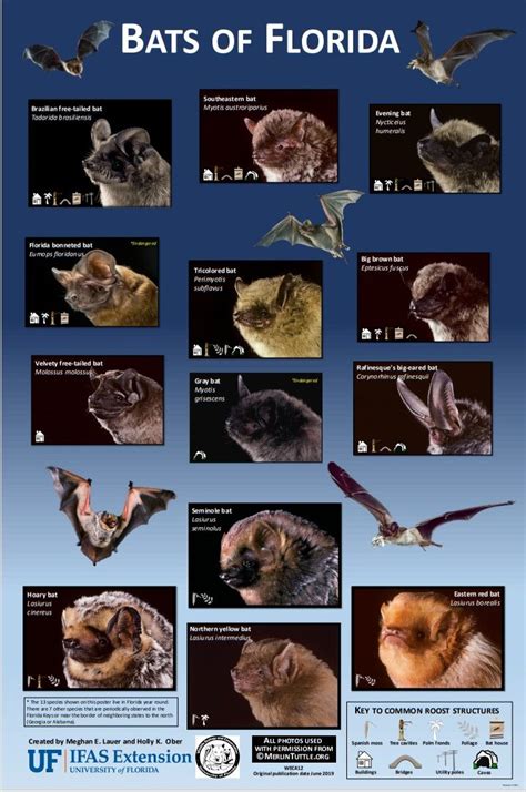 Bat Removal In Florida How To Handle Bats In Your Home Legally And Safely