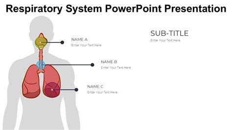 Respiratory System Powerpoint Presentation Pptuniverse