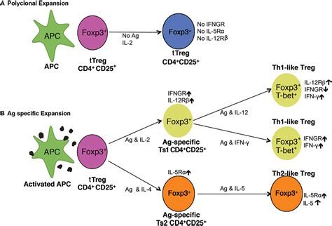 Frontiers Changes In Reactivity In Vitro Of CD4 CD25 And CD4 CD25 T