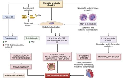 DAlessio The Pathobiology Of Sepsis University Of Maryland