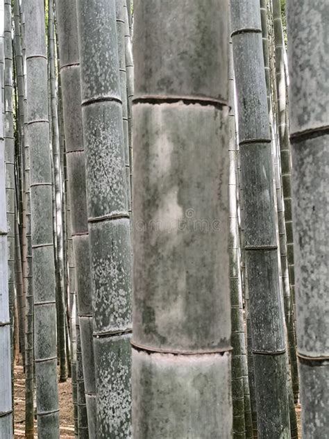 arashiyama bamboo forest famous tourist spot in japan stock image