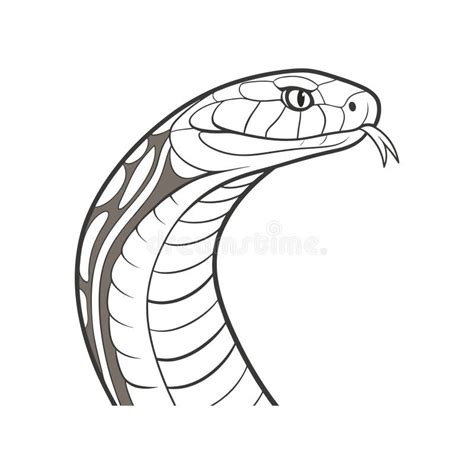 Scrub Python Stock Illustrations 16 Scrub Python Stock Illustrations