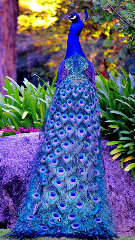 Peacock Peacock Images Peacock Pictures Bird Pictures Animal
