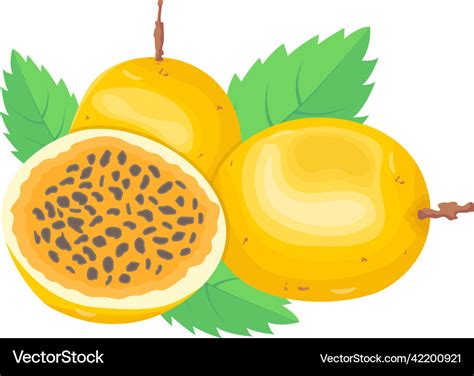 Passion Fruit Royalty Free Vector Image Vectorstock