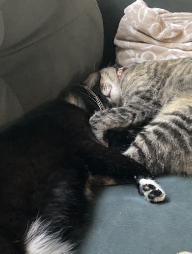 6 Odd Cat Behaviors Explained The Roaring Times