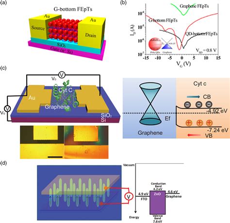 A The Heterostructure Of Qdsgraphene Hybrid Phototransistor B The Download Scientific