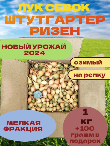 Луковицы Лук севок купить по выгодной цене в интернет-магазине OZON ...