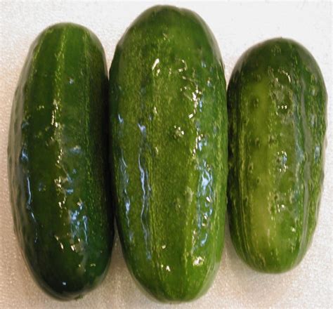 Cucumber Kirby Vegetable Pantry From Vegan Venue