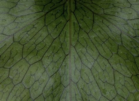 The Lauae Microsorum Spectrum The Ecology Systematics And Cultivation Of A Fragrant And