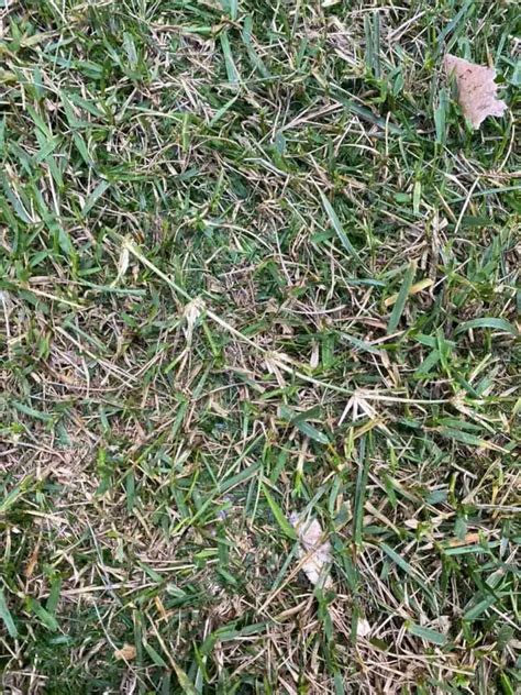 Crabgrass Vs Bermuda Grass Difference And Similarities Lawn Phix