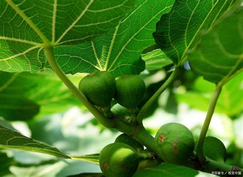 种植盆栽无花果，管理好6方面，果实挂满枝头 百科ta说