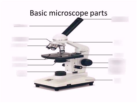 Compound Light Microscope Parts And Functions Quizlet Shelly Lighting