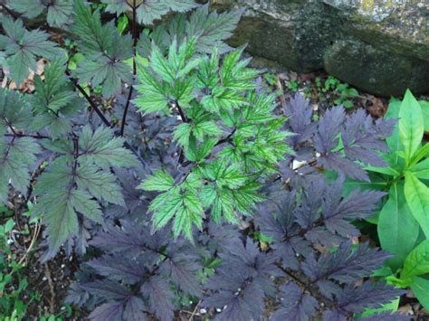 Black Trees Stunning Varieties For Your Landscape