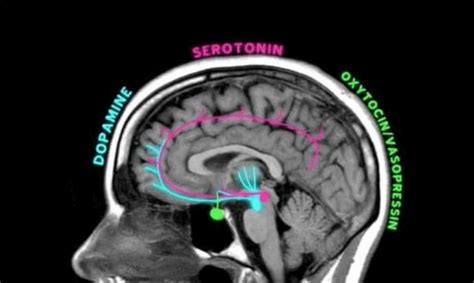 Male Libido Promising Early Research Zeroes In On Brain Circuitry That Controls Sexual Interest