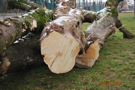 La Quercia Caduta