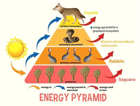 Download Science Simplified Ecological Pyramid For Free In 2023