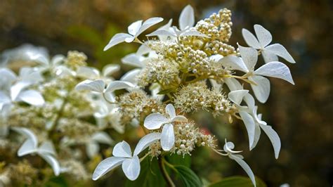 Are Hydrangeas Evergreen Exploring The Foliage Characteristics Of