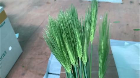 보리 생화 꽃집 꽃집창업 꽃값 온라인꽃시장 온라인꽃도매 인터넷꽃시장 인터넷꽃도매 서울꽃시장 꽃농장 꽃배송 생화배송 생화도매 생화택배 꽃배달 생화배달 생화주문 생화부케