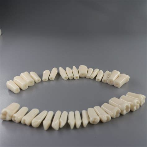 Typodont Replacement Teeth Jojenmodel Dental Model Teethdental