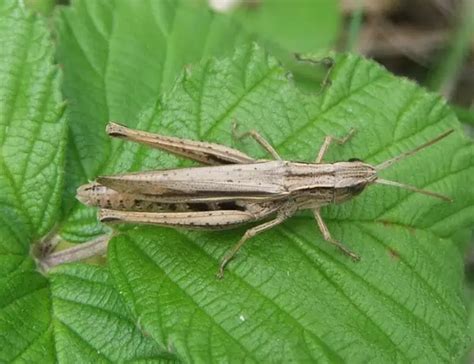 17 Types Of Grasshoppers Species Facts And Photos