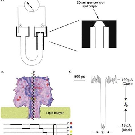 Pdf The Evolution Of Nanopore Sequencing