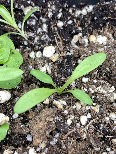 Seedling Identification R Gardening
