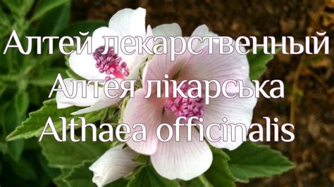 Алтея лікарська - YouTube