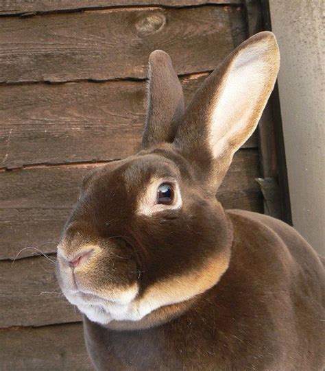 Brown Mini Rex Rabbits