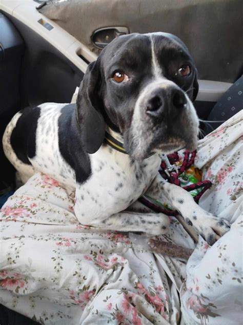 Charlie Pointers In Need English Pointer Rescue And Rehoming