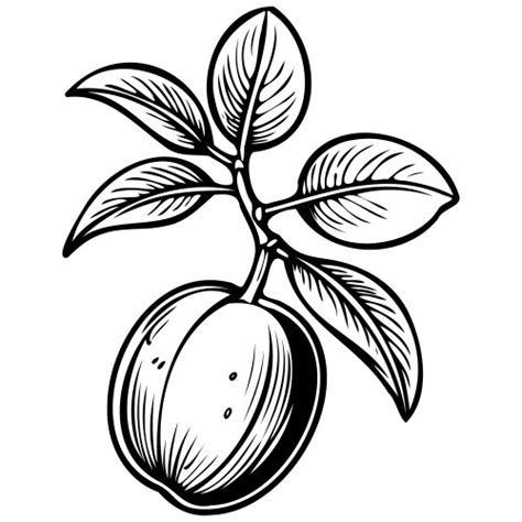 Sketches Coco Plum Drawing Black Fruit Isolated Vector Image