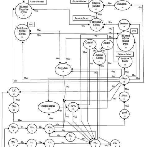 Conceptual Representation Of The Temporal Causal Network Model
