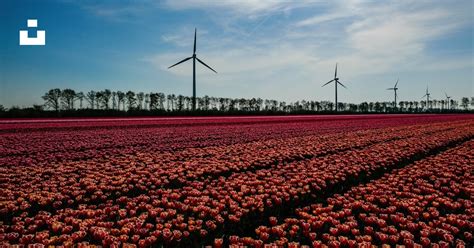 낮 동안 푸른 하늘 아래 풍력 터빈 근처의 붉은 꽃밭 사진 Unsplash의 무료 드론텐 이미지