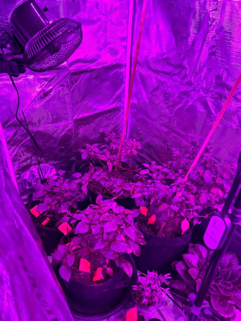 2 Peach Ghost Pepper 1bishop Crown Pepper And A Cherry Roxa Pepper R Peppers