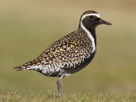 Pacific Golden Plover Ebird