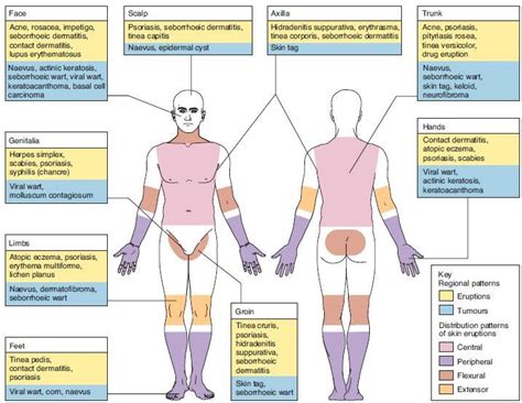 Skin Eruptions Nursing Dermatology Skin Eruptions Skin Anatomy