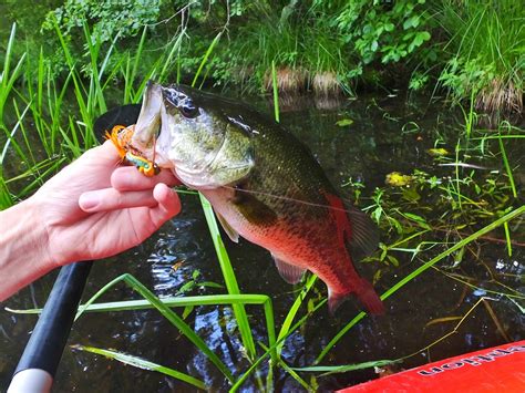 Connecticut Fly Angler Bowfin Attempt One