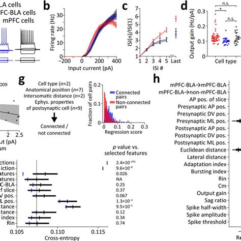 functional synaptic connectivity in cell populations of the ventral