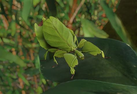 Giant Leaf Insect Planet Zoo