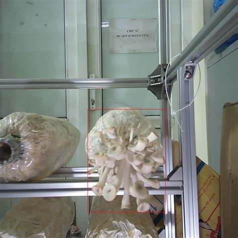 Agrivision Mushroom Object Detection Dataset V18 No Argumenting By