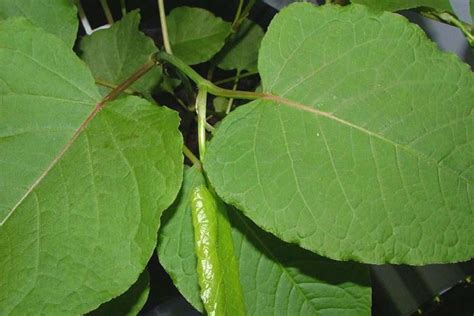 Fallopia Sachalinensis