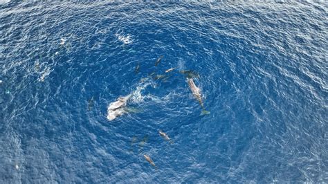 How Do You Say ‘danger In Sperm Whale Clicks