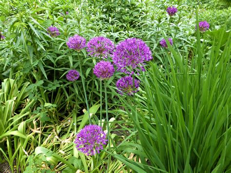 Allium – erlauchte Gartenbewohner - nachgeharkt