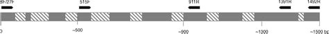 16s rrna sequencing identifying bacterial species by pcr