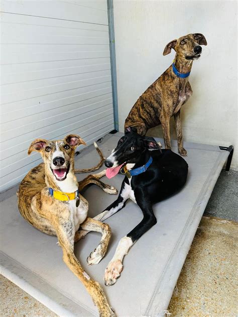 Galgos Del Sol On Twitter Netty Boots Lluvia Stopped Talking When I Walked In The Kennel