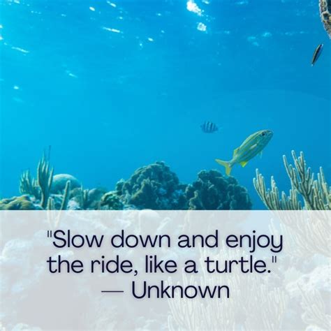 170 Inspirational Turtle Quotes For A Mindful Life Sandjest Ts