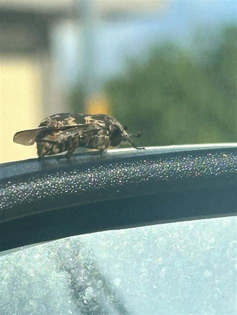 What Is This Bug Oahu Hawaii Rwhatisthisbug