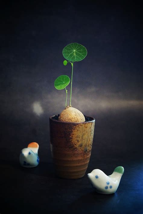 🌱mini Stephania Erecta🌱 กระถางจิ๋ว ต้นไม้จิ๋ว