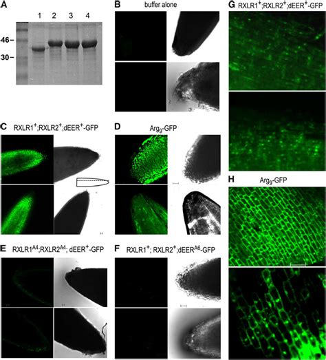 RXLR DEER GFP Fusion Proteins Isolated From E Coli Can Enter Soybean Download Scientific